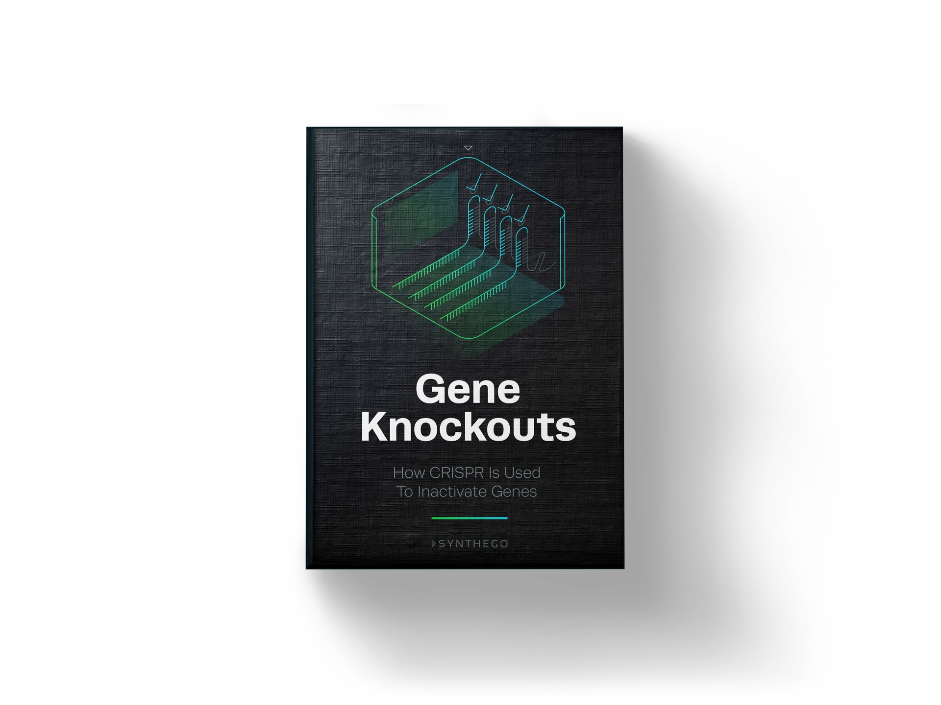 A Step-by-Step Guide on Gene Knockouts